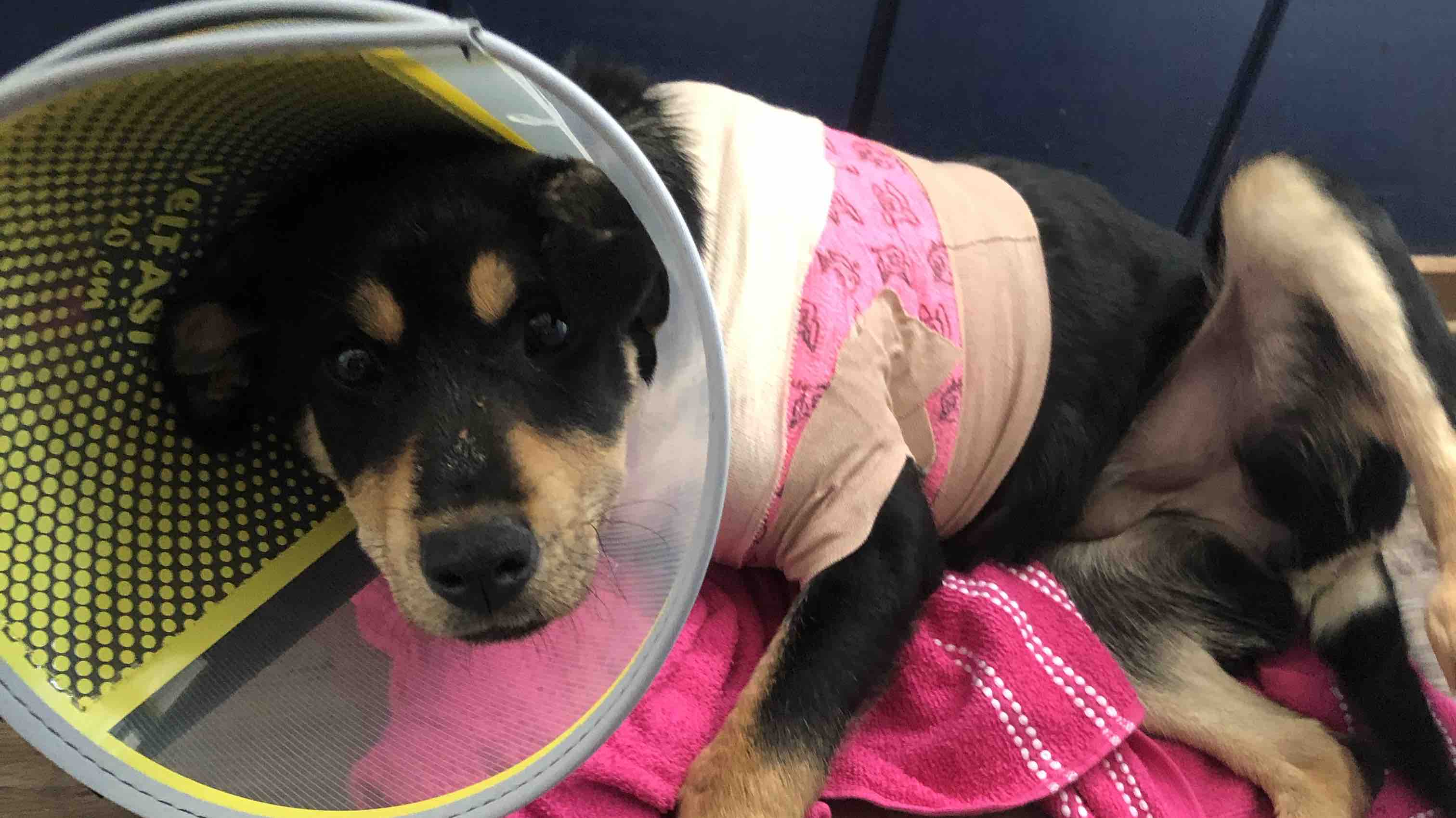 Fundraiser By Santasia Graham My Puppy GALAXY Was Terribly Injured Fundraiser By Santasia Graham My Puppy GALAXY Was Terribly Injured