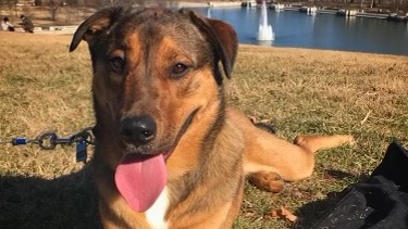 Fundraiser for Alison Stambaugh by Jenna Thomas : Buster’s story ️