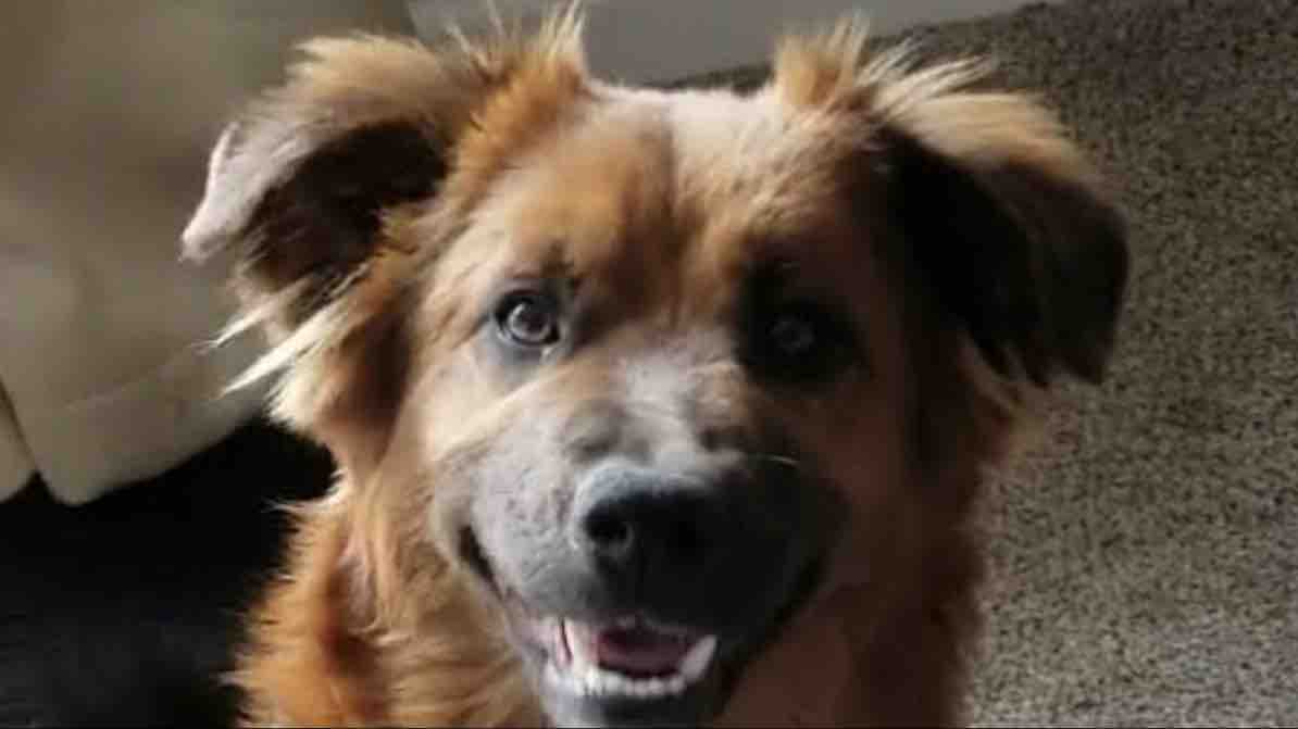 Fundraiser by Cain Atkinson : Save Lucy