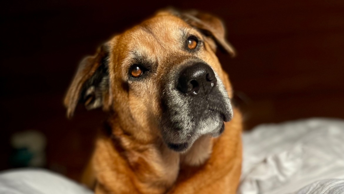 Fundraiser by Shayna Muir : Nova’s 2nd ACL Surgery