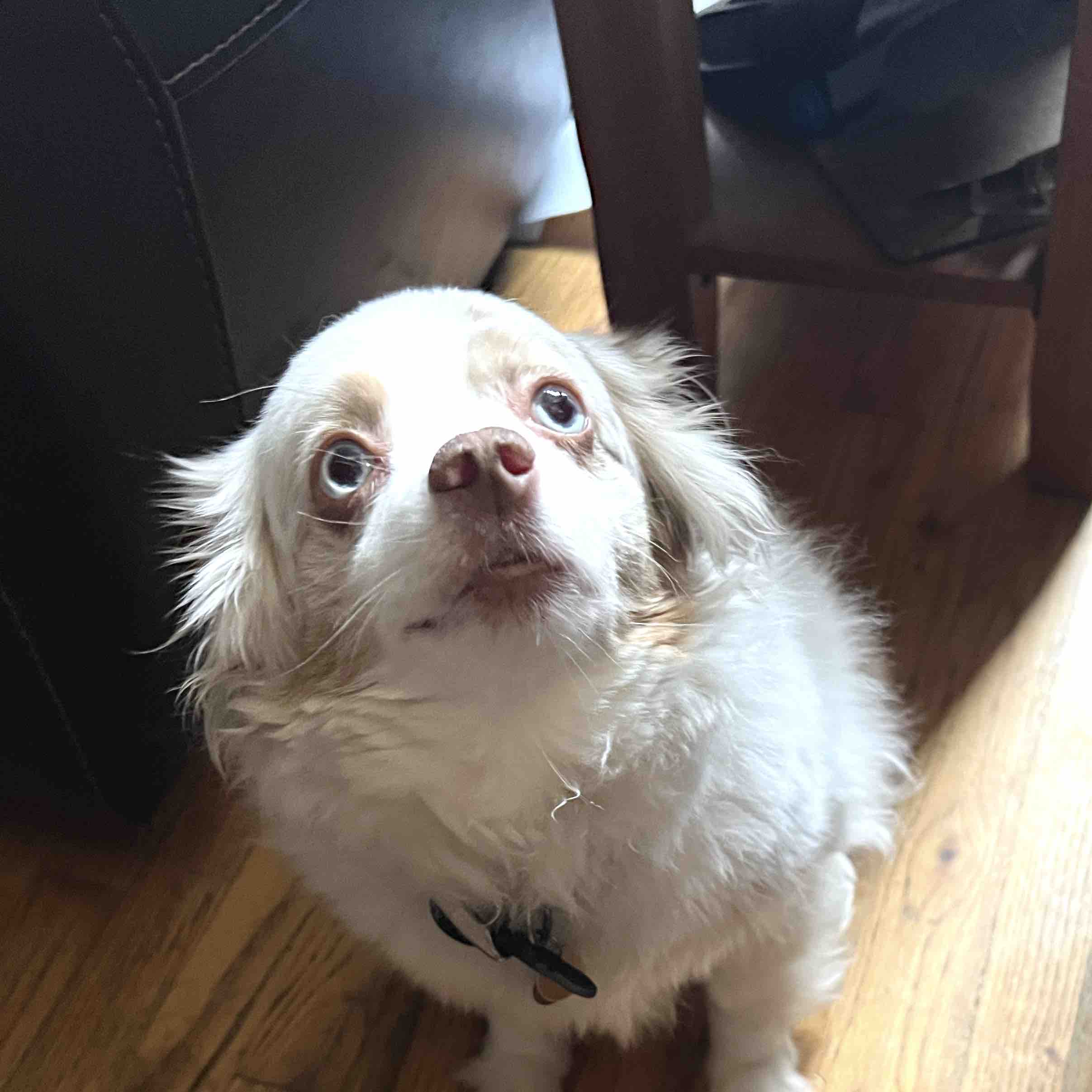 Fundraiser by Denise Ervin : Help Mia with Her Dental Pain Emergency