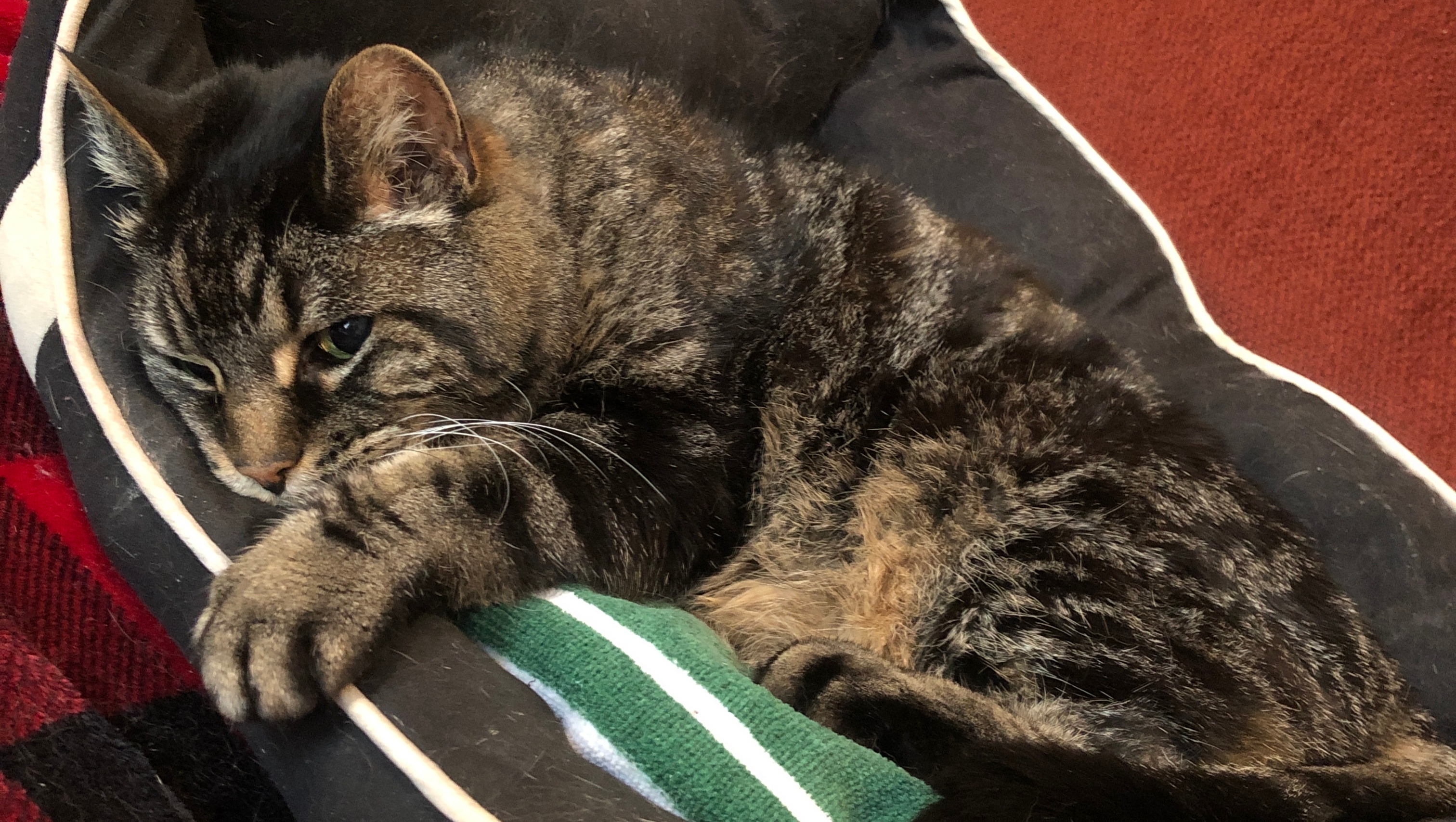 Fundraiser by Bryce Meckes : Darla needs an MRI