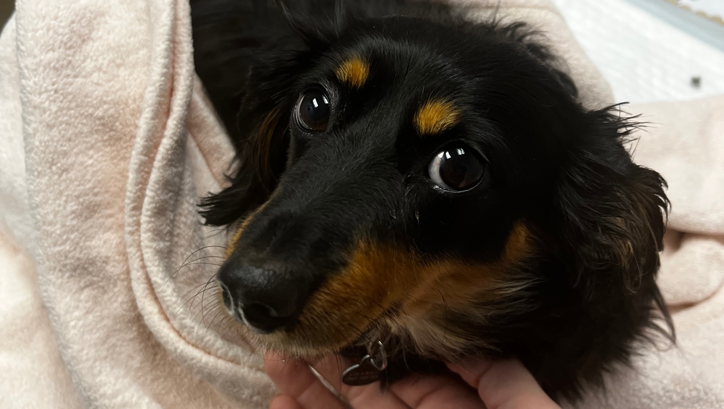 Fundraiser by Zach Butcher : Charlie’s Surgery