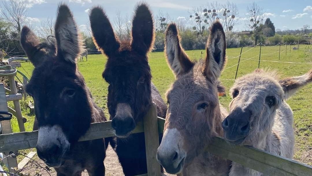 Fundraiser by Gary Cooper : Worcester Donkey Rescue