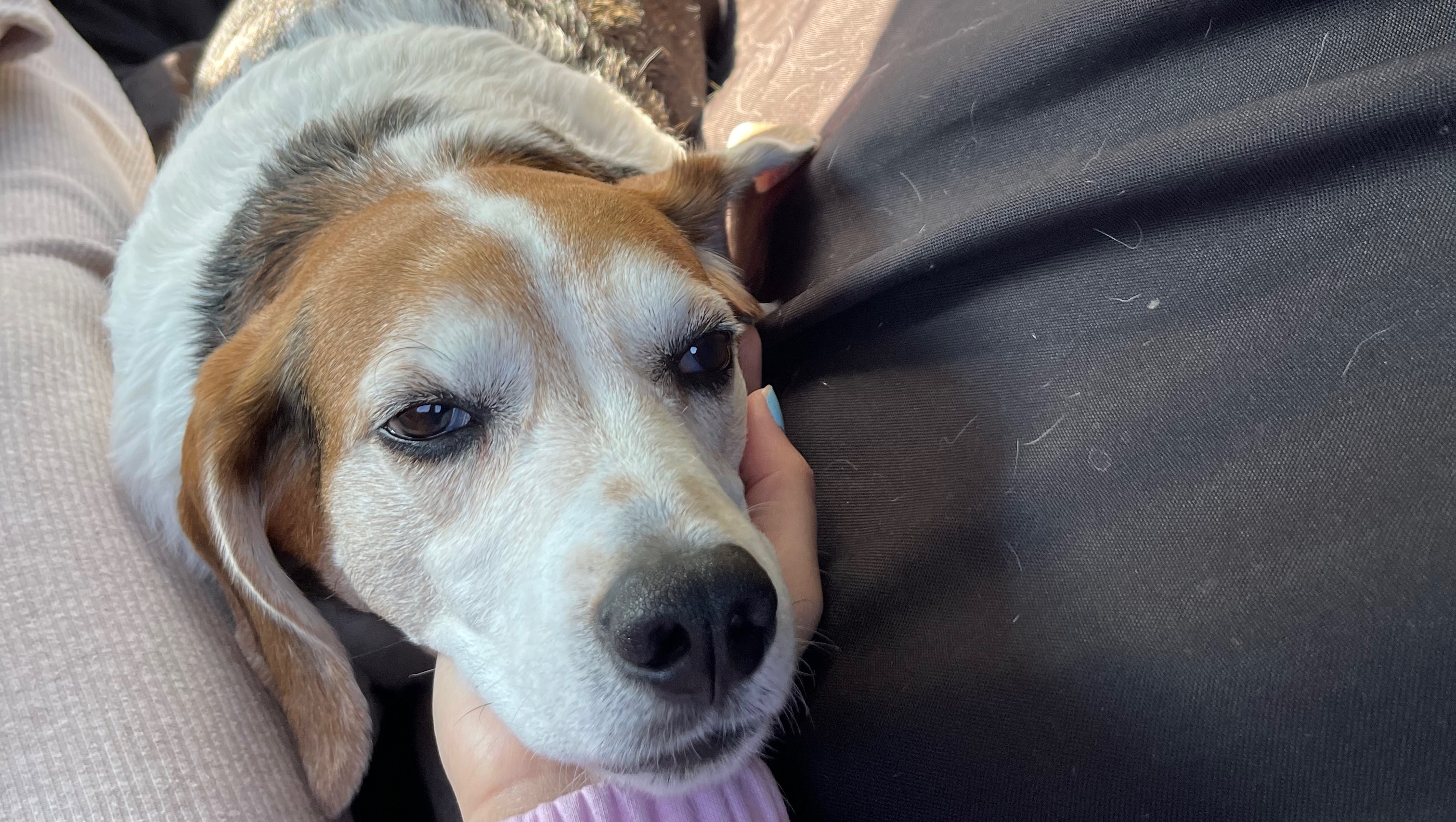 Fundraiser for Catherine Caputo by Anna Caputo : Milo’s emergency surgery