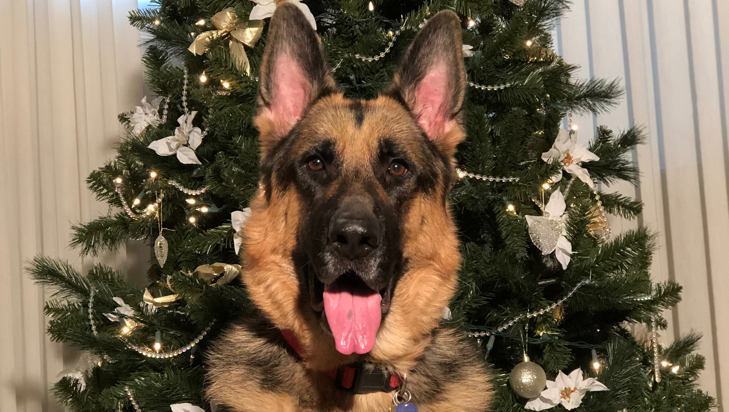 Fundraiser for Ashlie Rowe by Doreen Garcia : Duke’s Emergency GDV ...