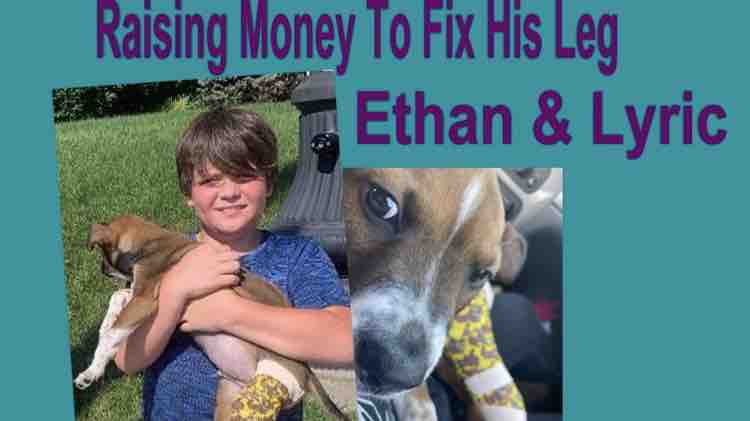 Fundraiser by Holly Knapp : Help lyric the puppy who broke his tibia