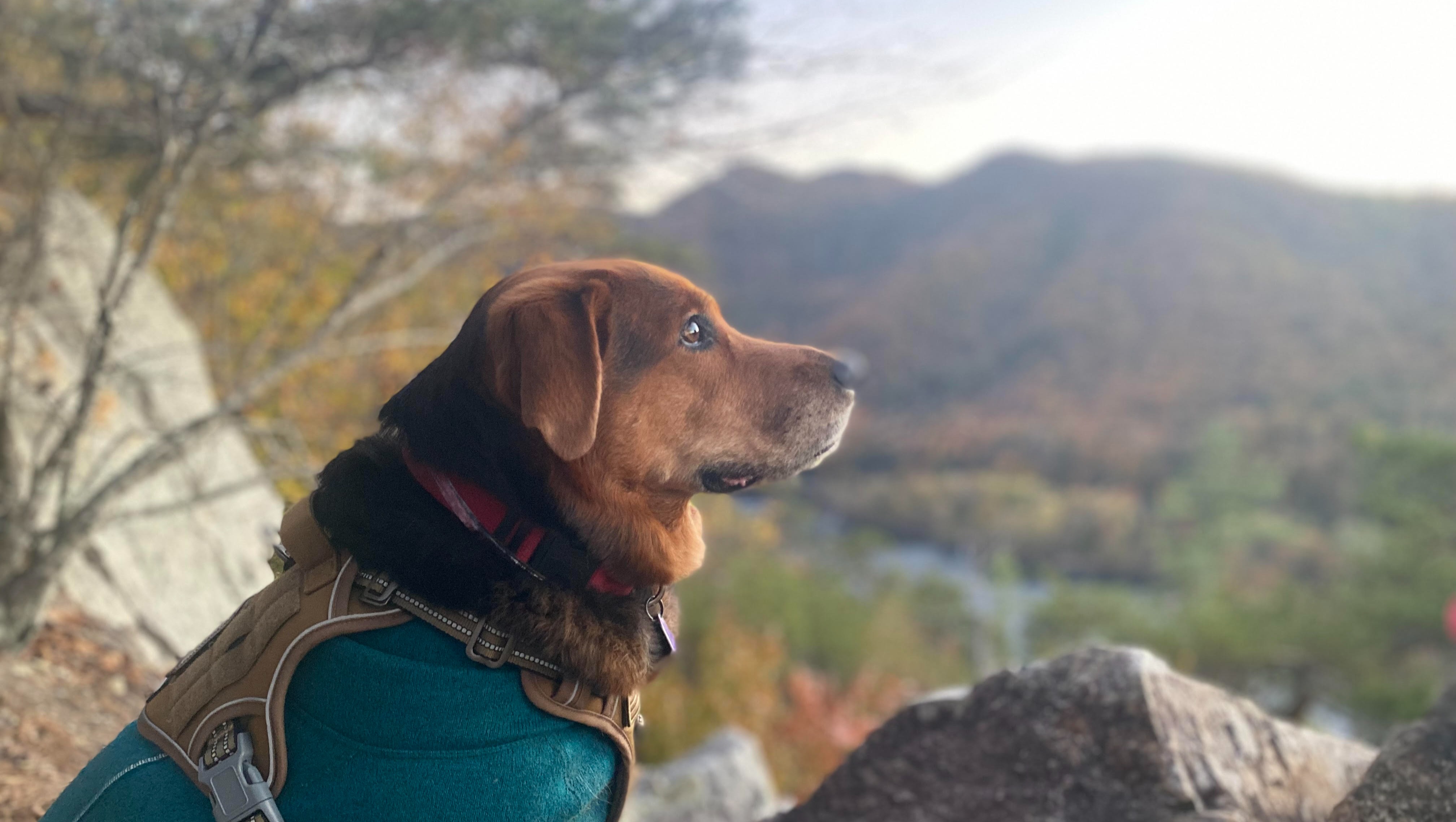 Fundraiser by Justin Torres : Ruby's Not Done Running