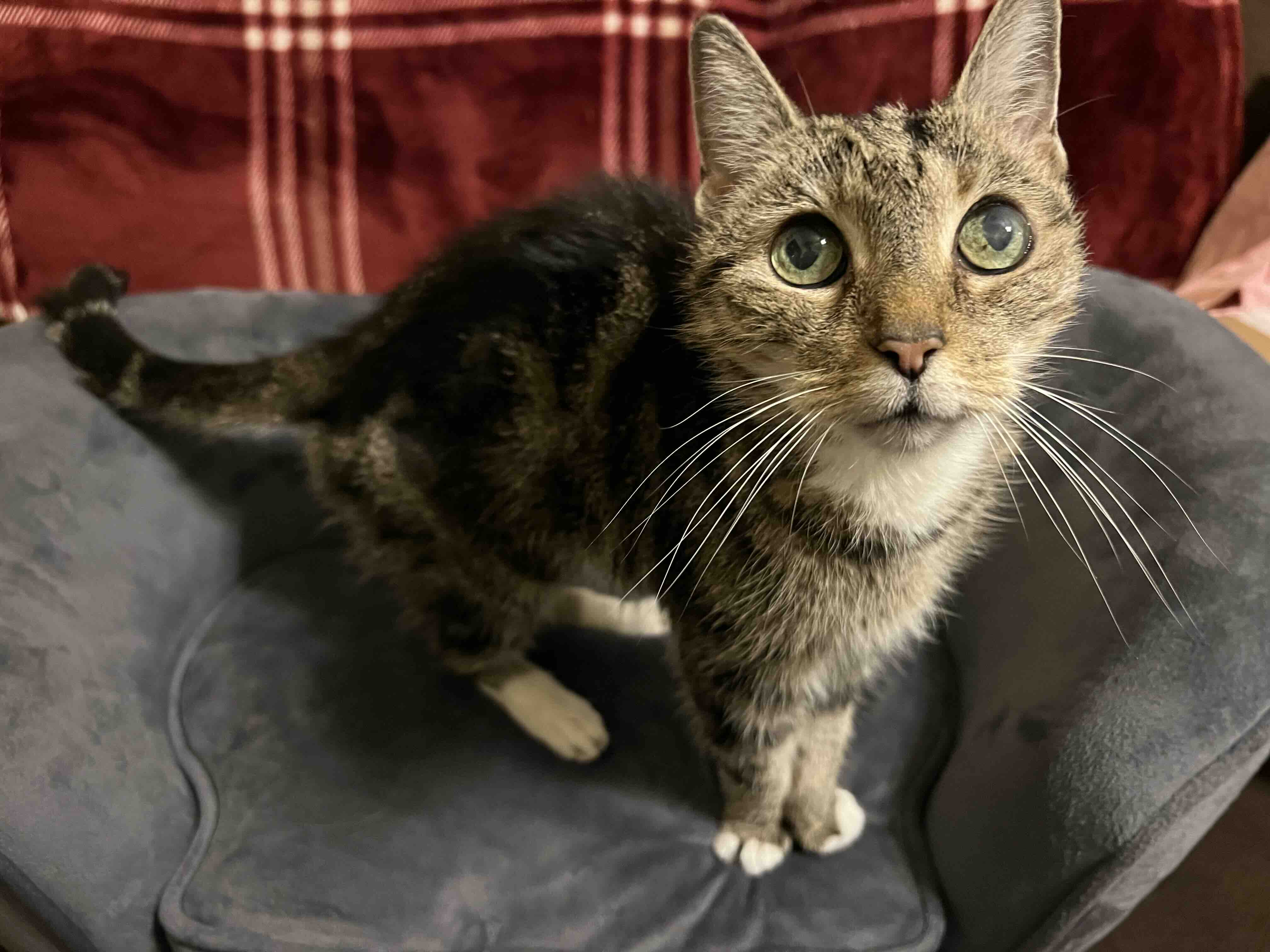 Fundraiser for Deanna Rowe by Matt West : Fire Relief Fund for Rowe ...