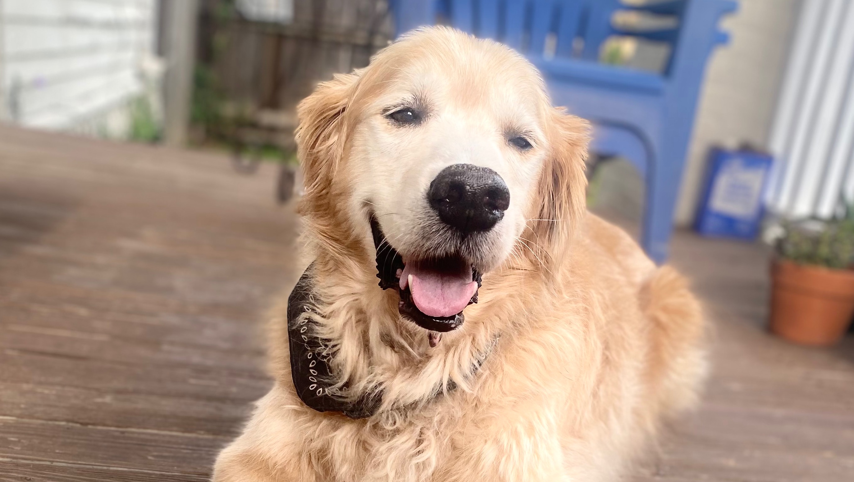 Fundraiser by Issamira Arjona : Boost Bailey’s Blessings