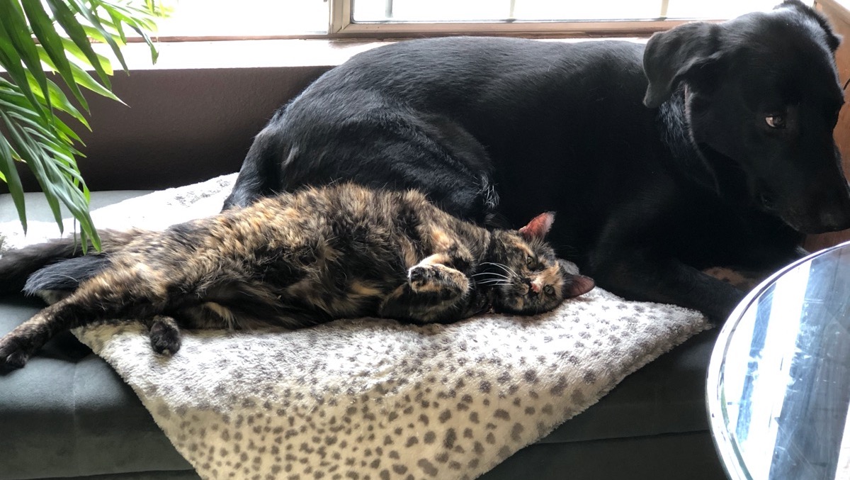 Fundraiser by Lisa Jilek : Support Ruby's Remarkable Leukemia Care Response