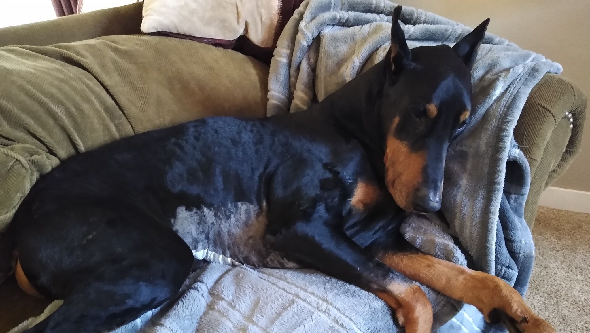 Fundraiser by Sean Logan : Dutch's Emergency Bloat Surgery