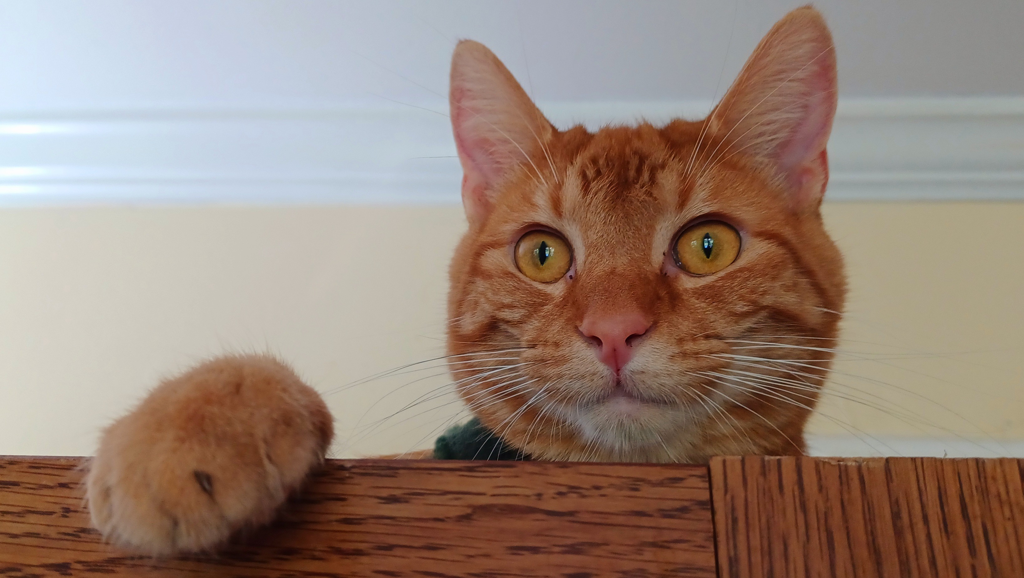 Fundraiser by Marissa Phanco : Operation Save Fred