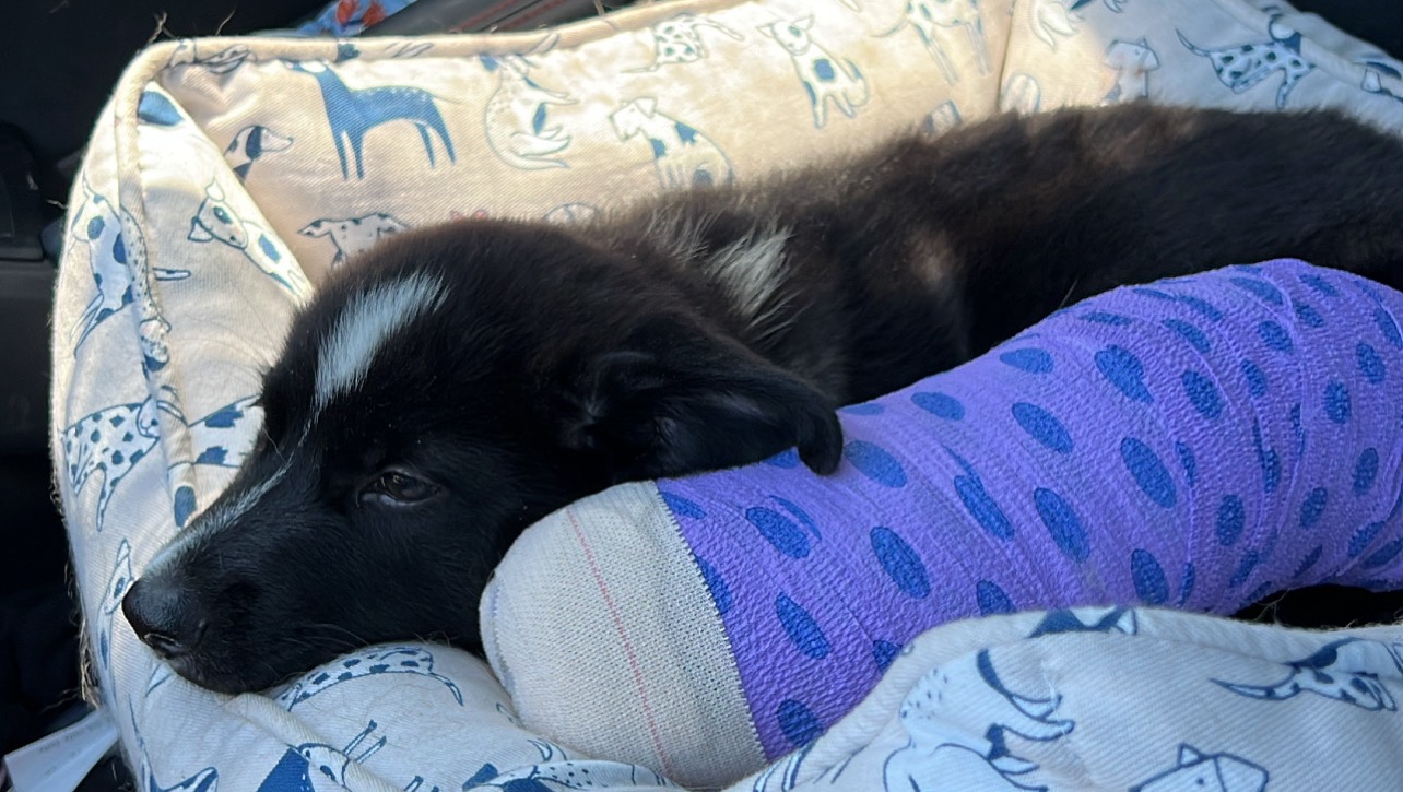 Fundraiser by Benjamin Ruhlin : Help Gus walk again