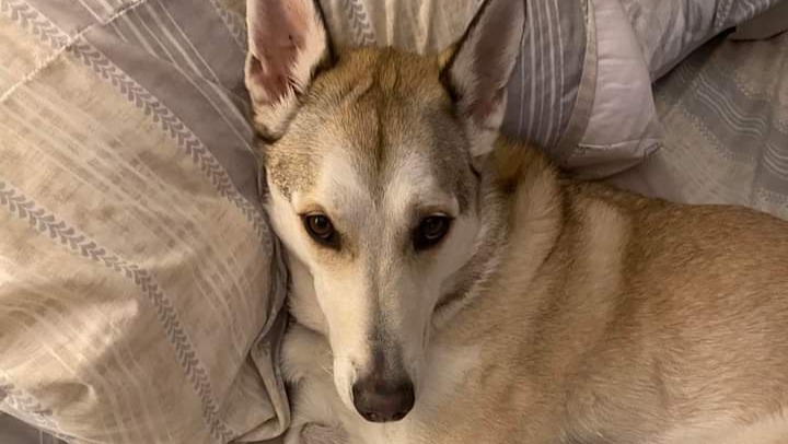 Fundraiser for Susan Heisler by Rebecca Heisler : Man's best friend. JUNEAU