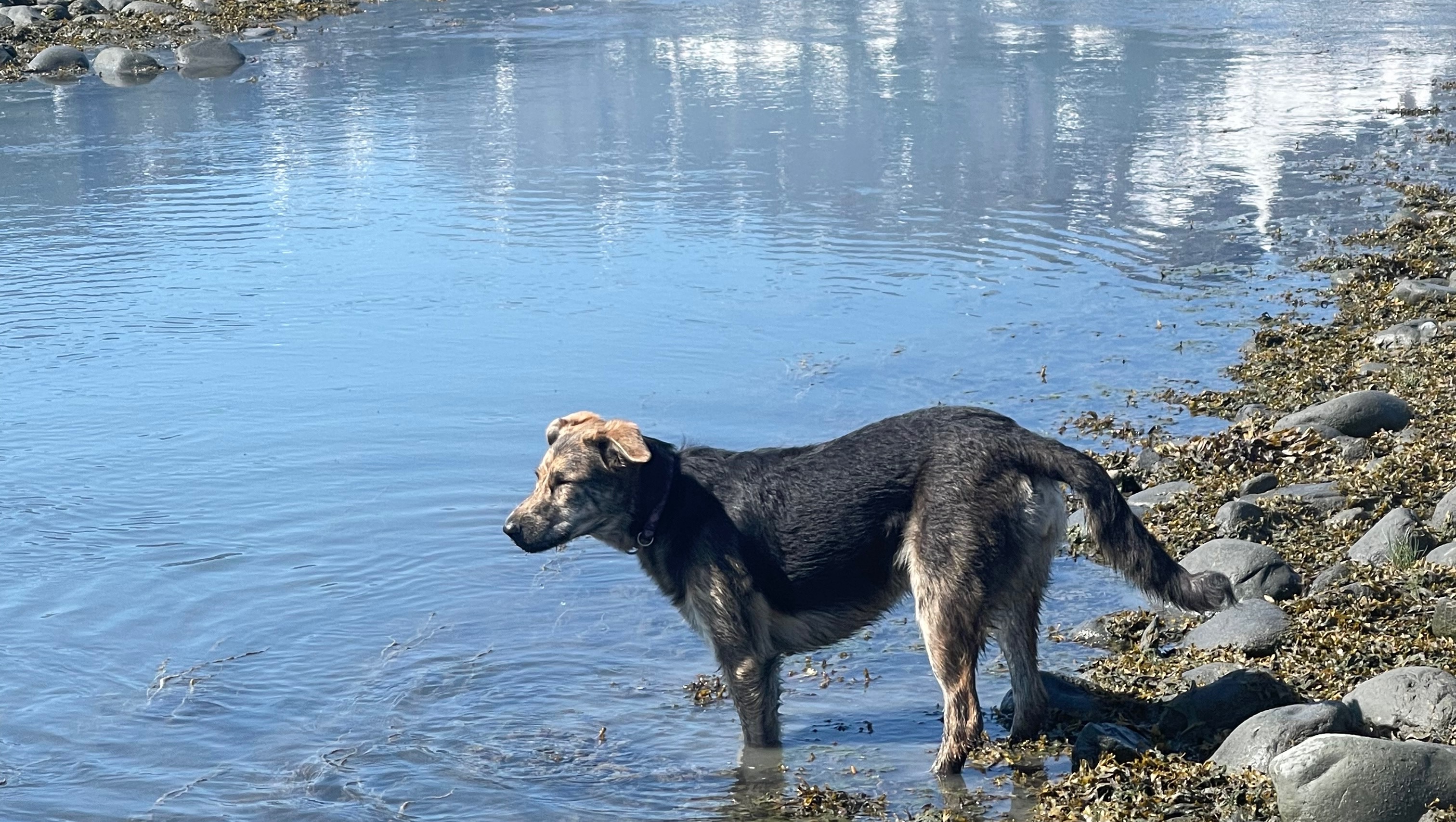 Fundraiser by Laura Privett : Tenzingba needs surgery for a broken femur