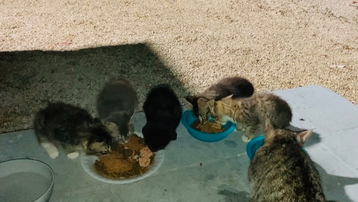 Fundraiser by Carol Colgate : Help me save sweet homeless kitties!