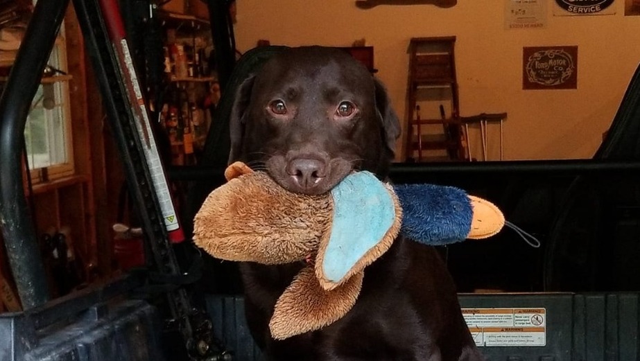 Fundraiser for Brandon Turcotte by Michelle Corso : Help Ollie Replace ...