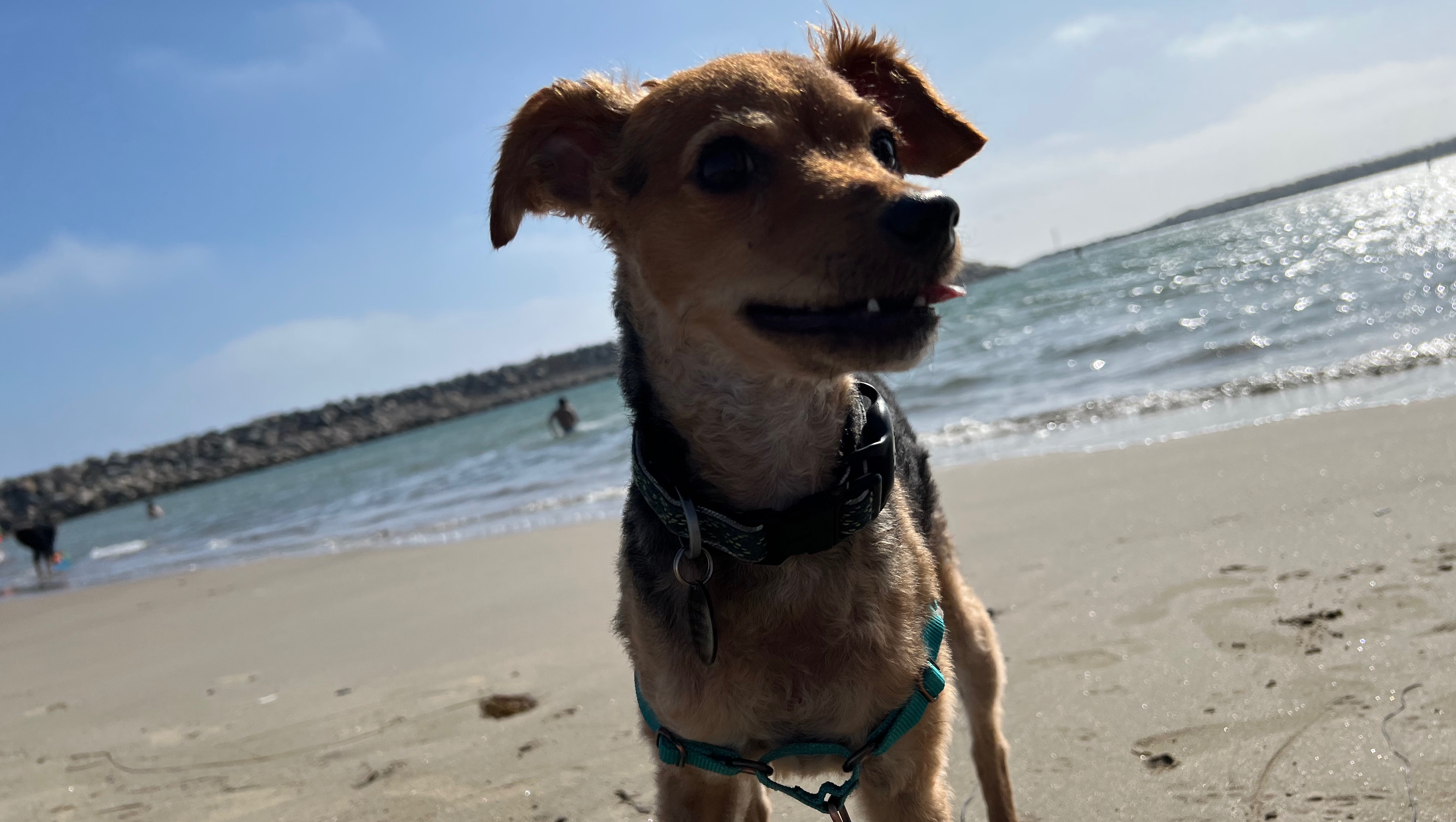 Fundraiser by Raylene Umsted : Henry’s TECA-BO Surgery