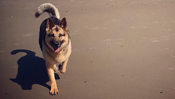 Fundraiser by Melissa DeShazo : Kilo’s TPLO surgery