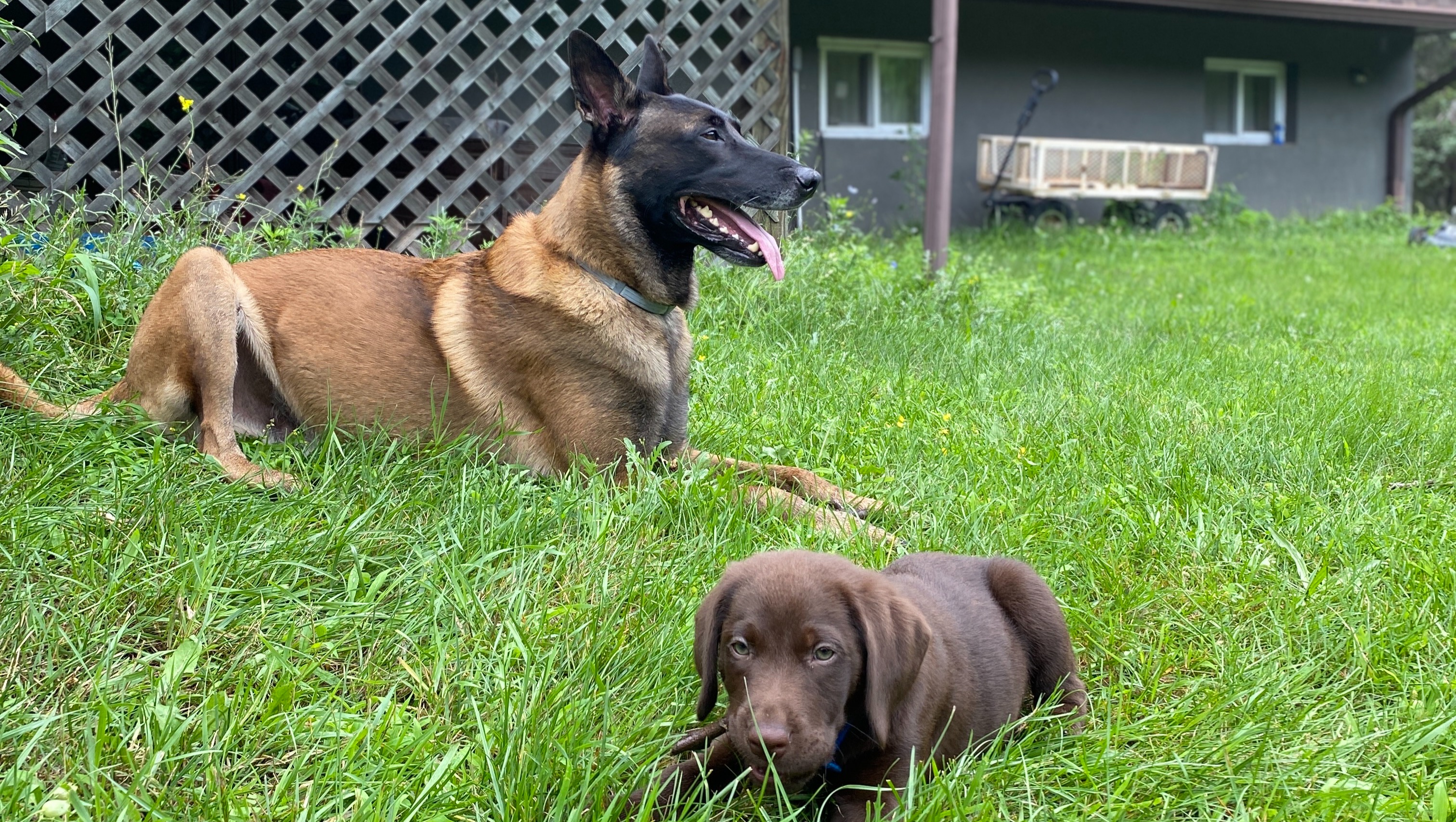 Fundraiser for Raymond Shepherd by Meagan Shepherd : Help Micky After ...