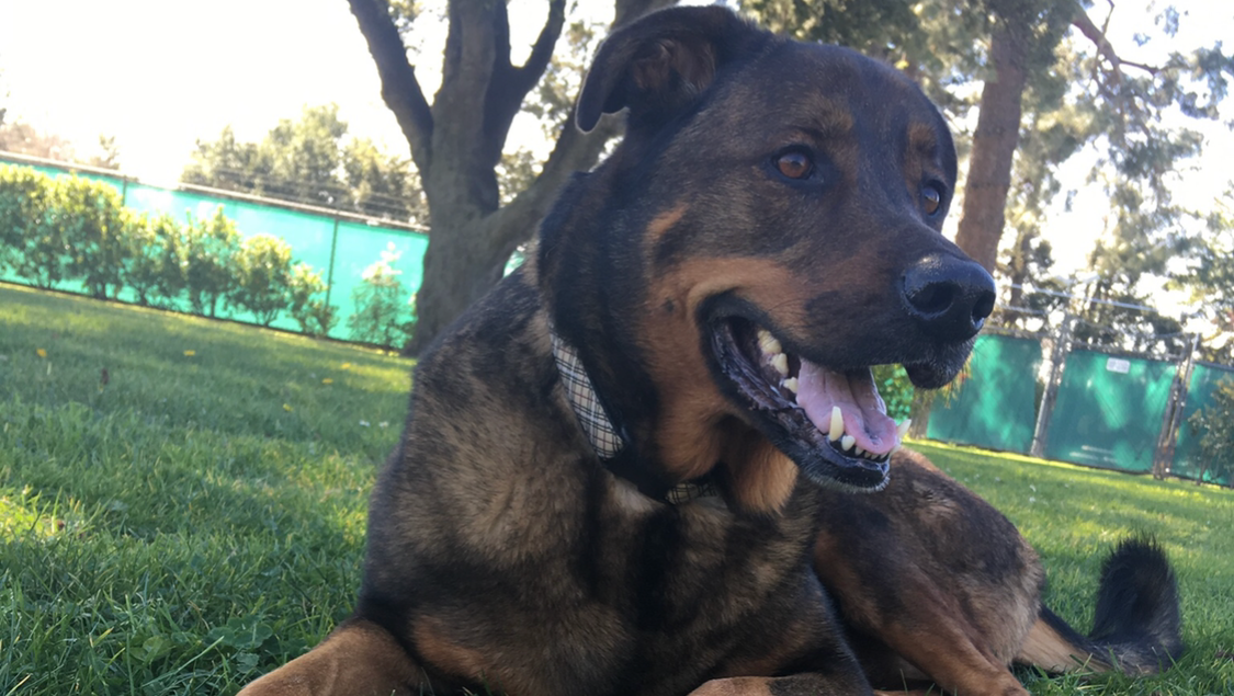 Fundraiser by Erin Meneses : Rolo’s Leg surgery and chemo therapy