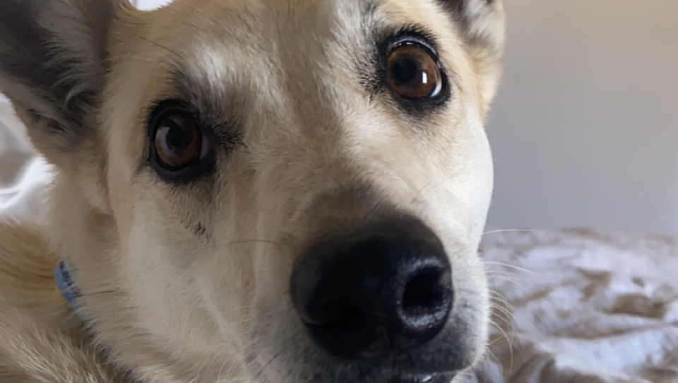 Fundraiser by Jason Lindow : Ellie’s New Knee