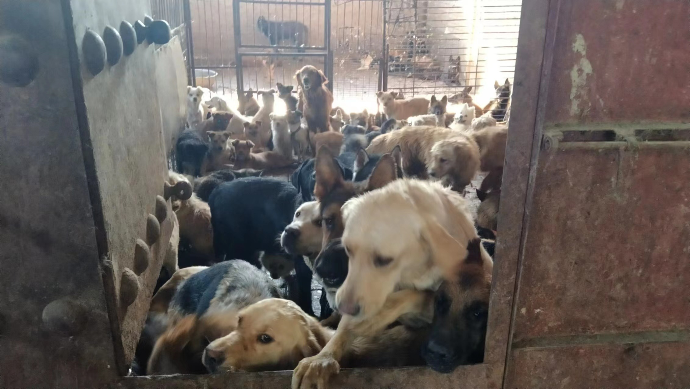 Fundraiser by Xiaoli TAC : BREAKING: China Dog Meat Rescue, PLEASE HELP