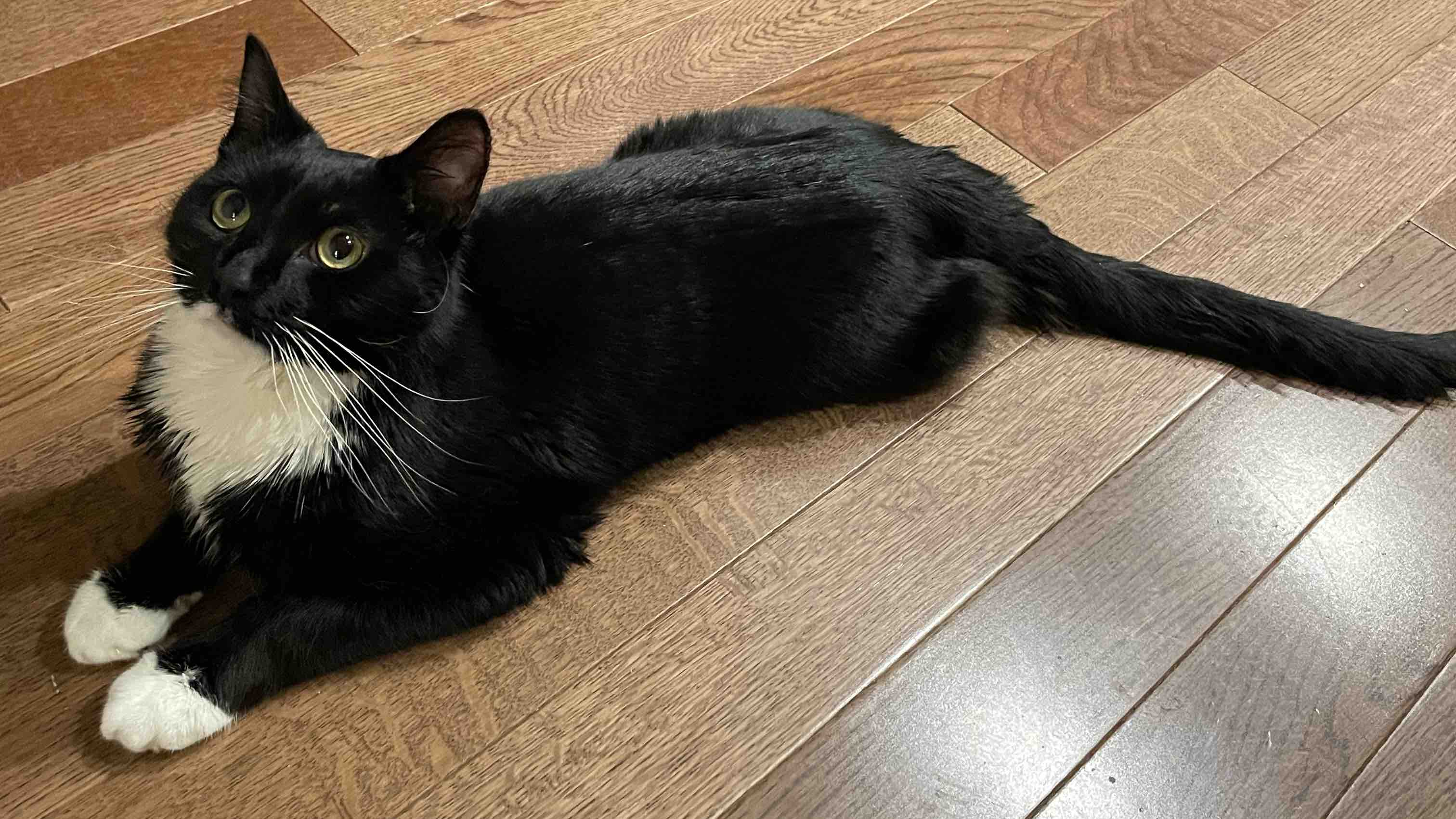 Fundraiser by Megan Fu : Help my sweet cat Anakin beat FIP!