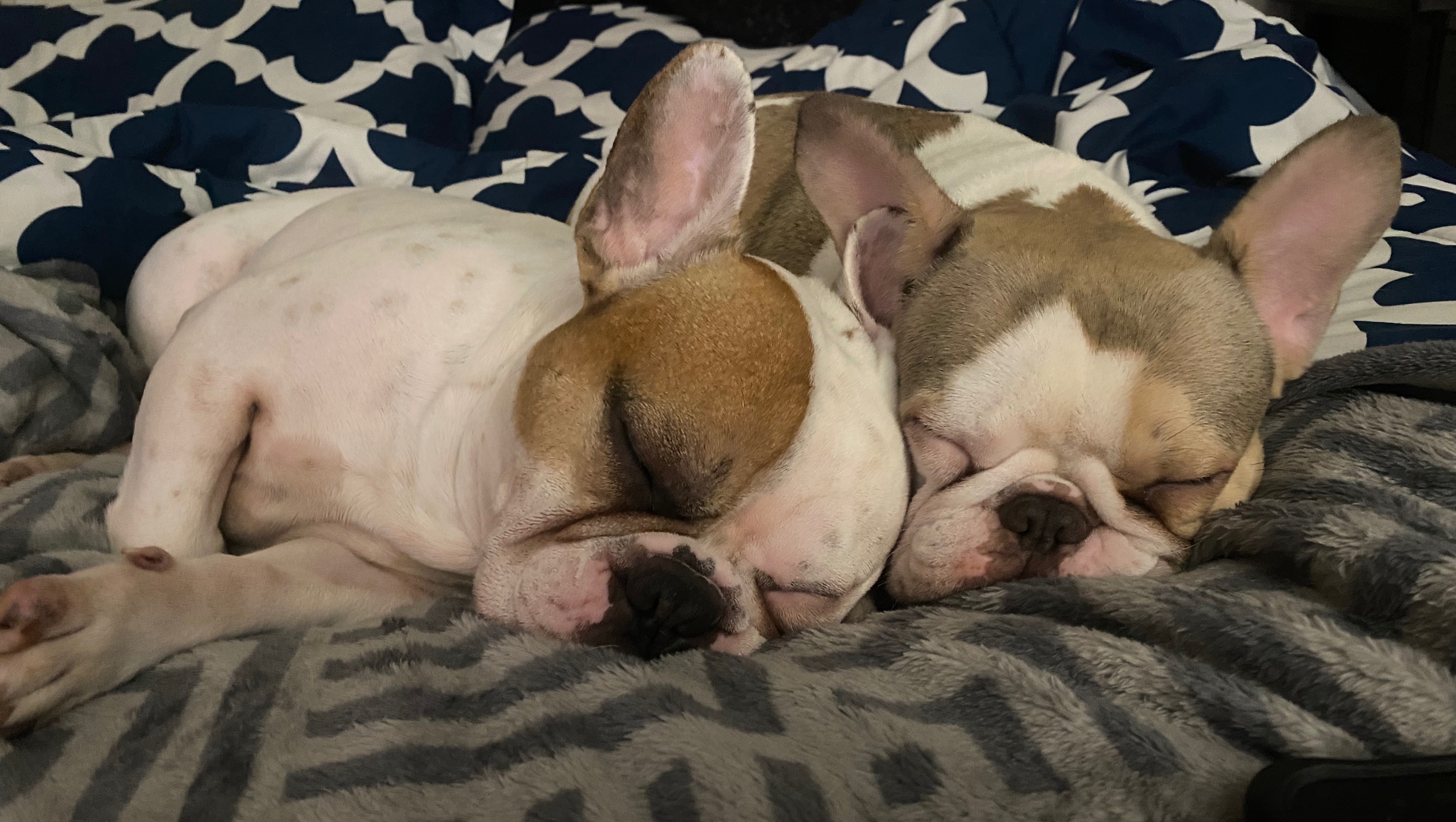 Fundraiser by Marissa Caporaletti : Help get our sweet Frenchie back to ...