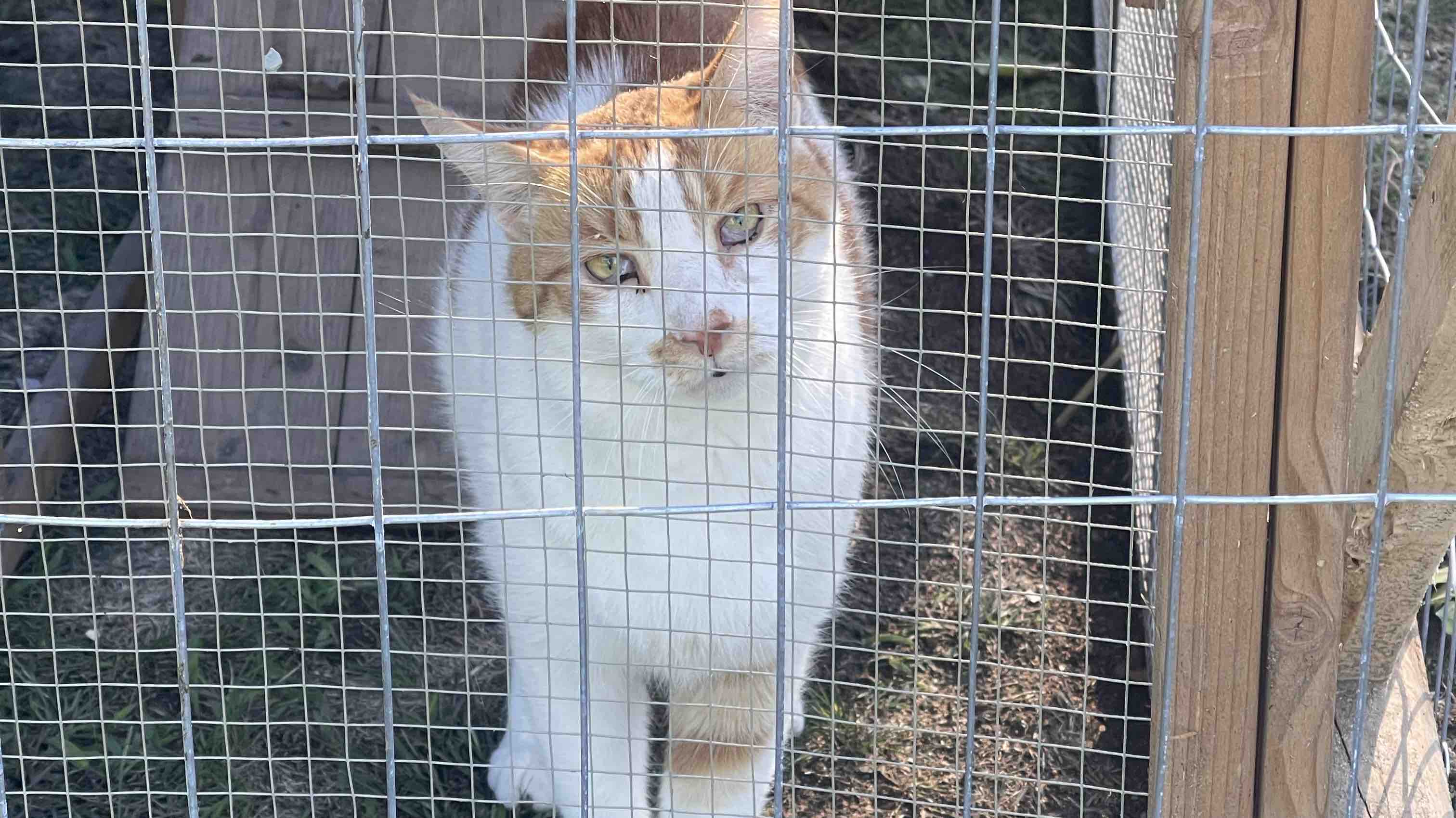 Fundraiser by Ara DeGray : Kitty Kat Ranch needs your help!!