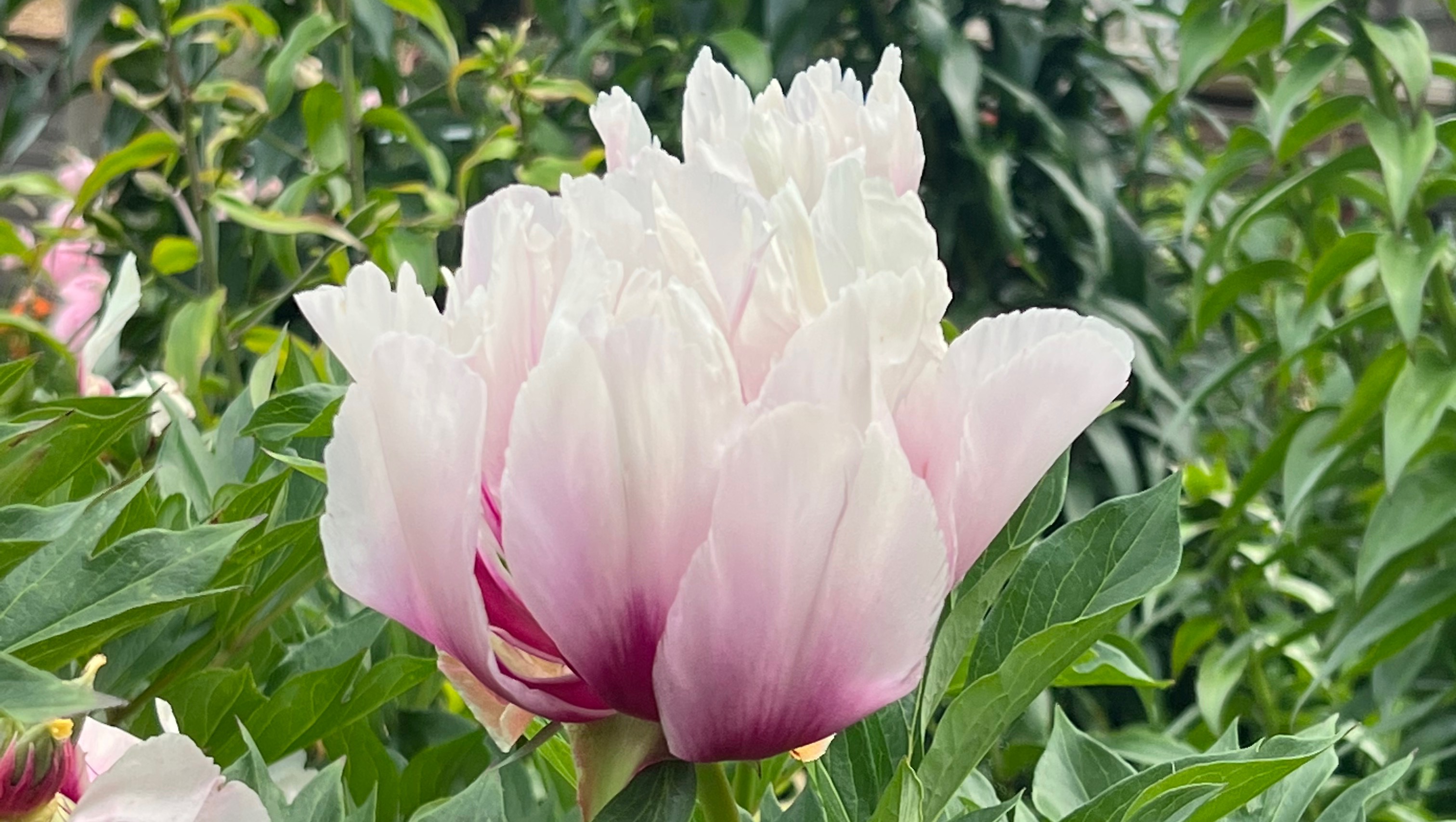 Fundraiser for Ross Kerr by Andrea Louie : Please donate to help Ross Kerr