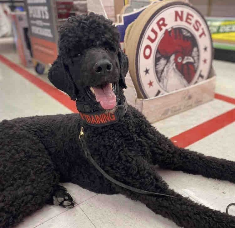 Fundraiser by Brianna Guy : Service Dog for Brie