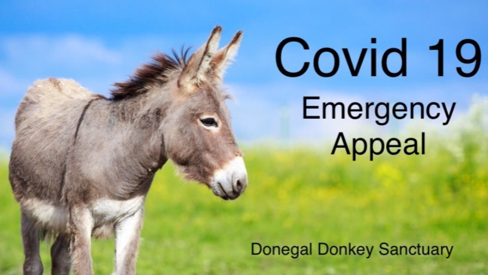 Fundraiser by Sandra Curran : Covid19 Appeal
