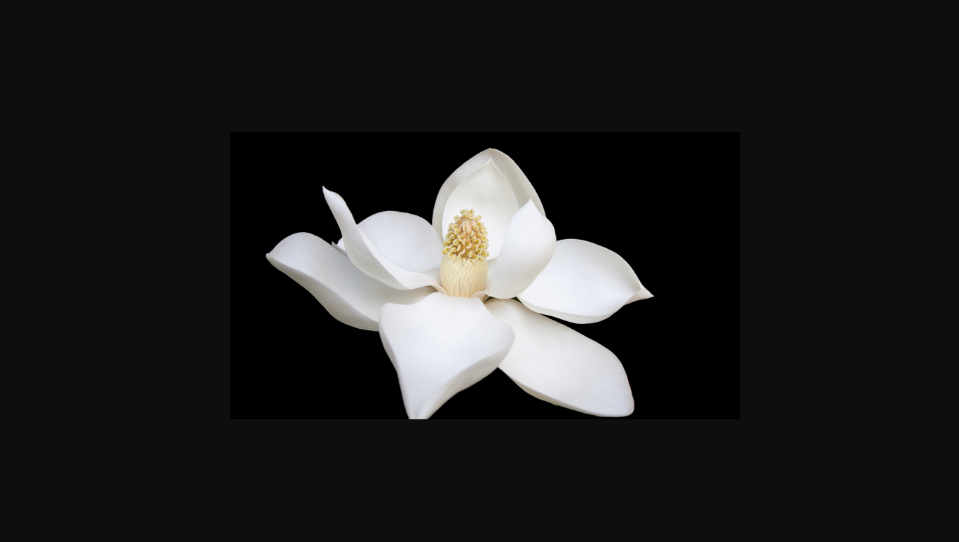 Fundraiser for Michele Winfree by Calix Inc. : The family of Dave Winfree