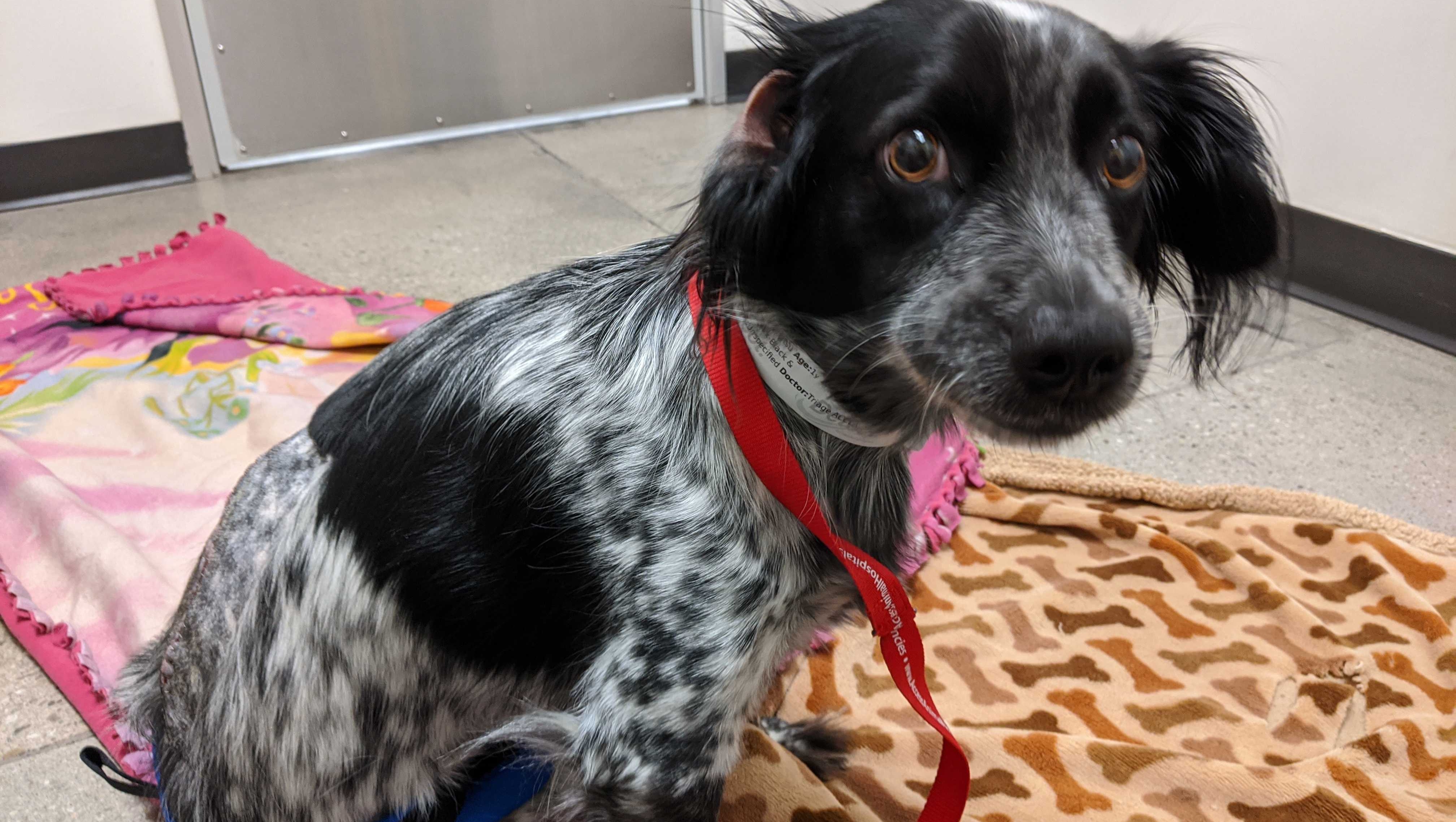 Fundraiser for Kacie Hsu by Lisa Spano : Help Kupo walk again!