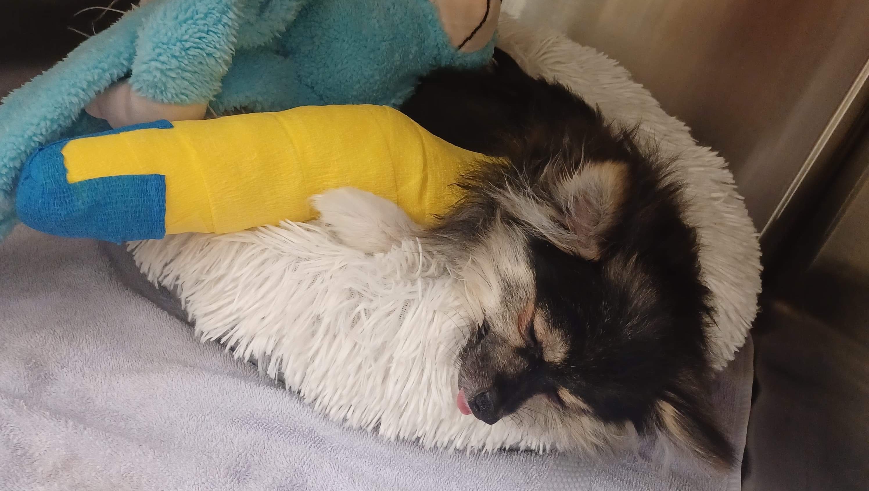 Fundraiser by Dana Leawood : Monty, a Pomeranian, receive surgery on ...