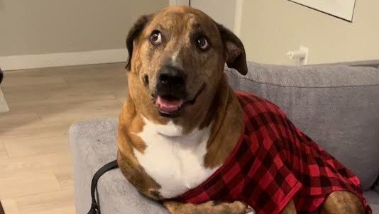 Fundraiser for Ashley Razo by Chanell Rodillas : Help Beaux Receive ...