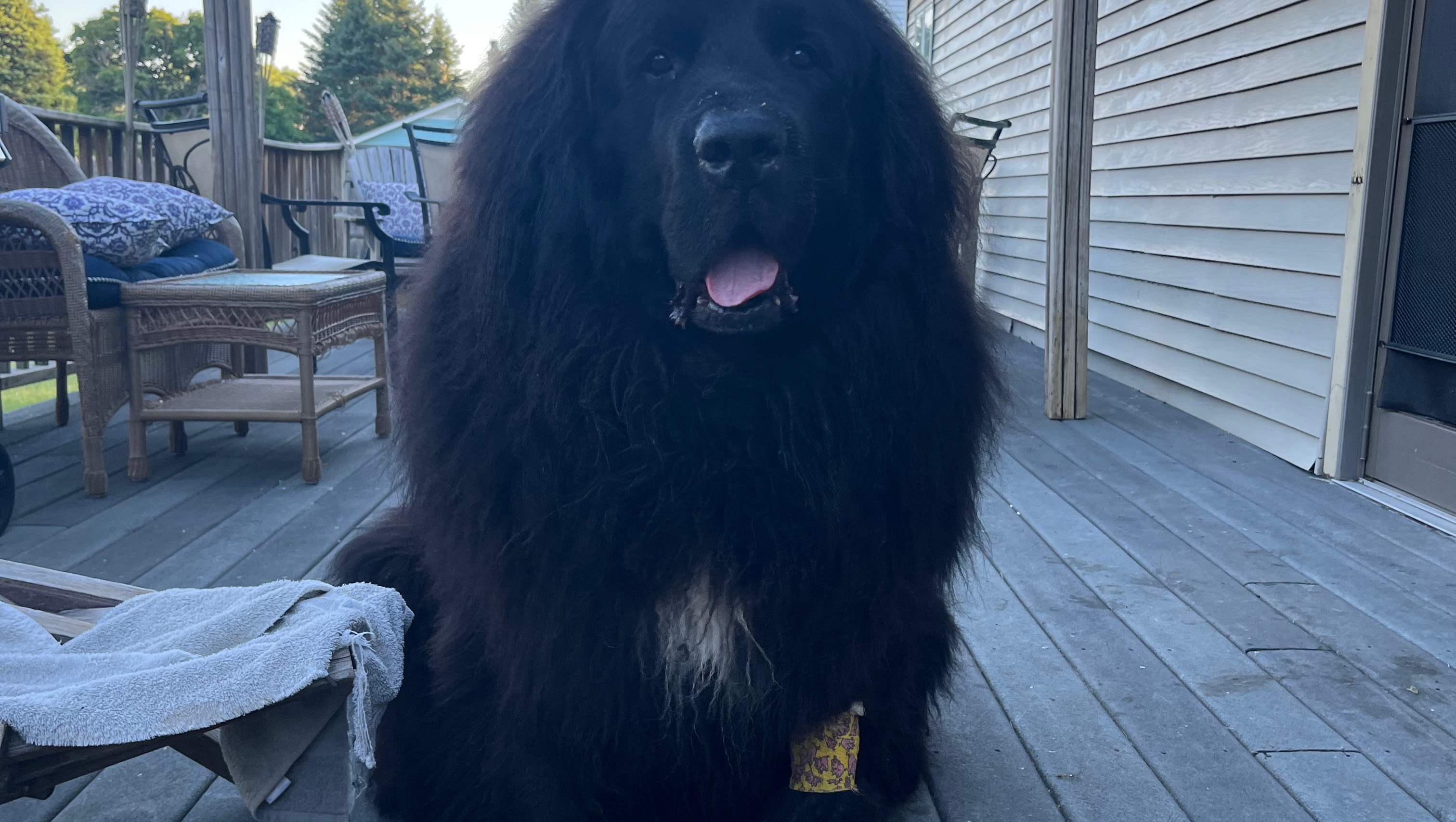 Fundraiser for Michelle LaCount by Tucker Kelly : Surgery for Skeletor!