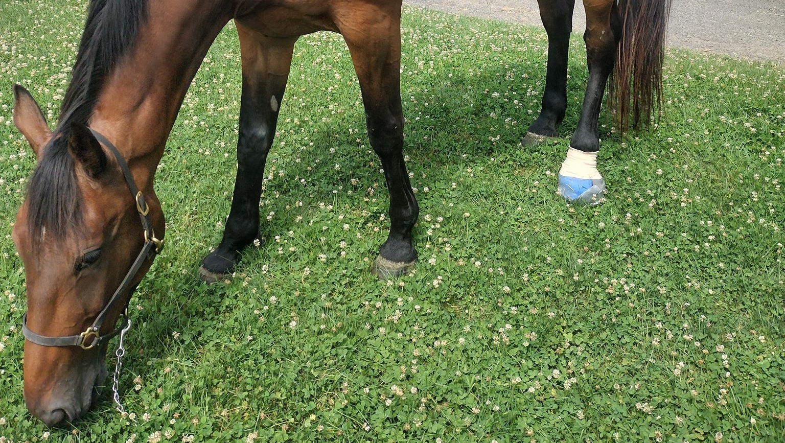 Fundraiser for Kate Kennedy by Lisa Gergasko : Support his "badassness ...