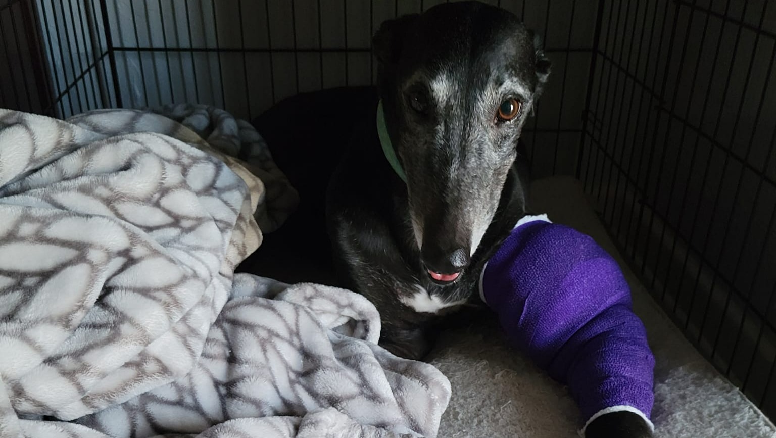 Fundraiser for Harold Bennett by Holly Mauser : Help Jewel walk on all ...