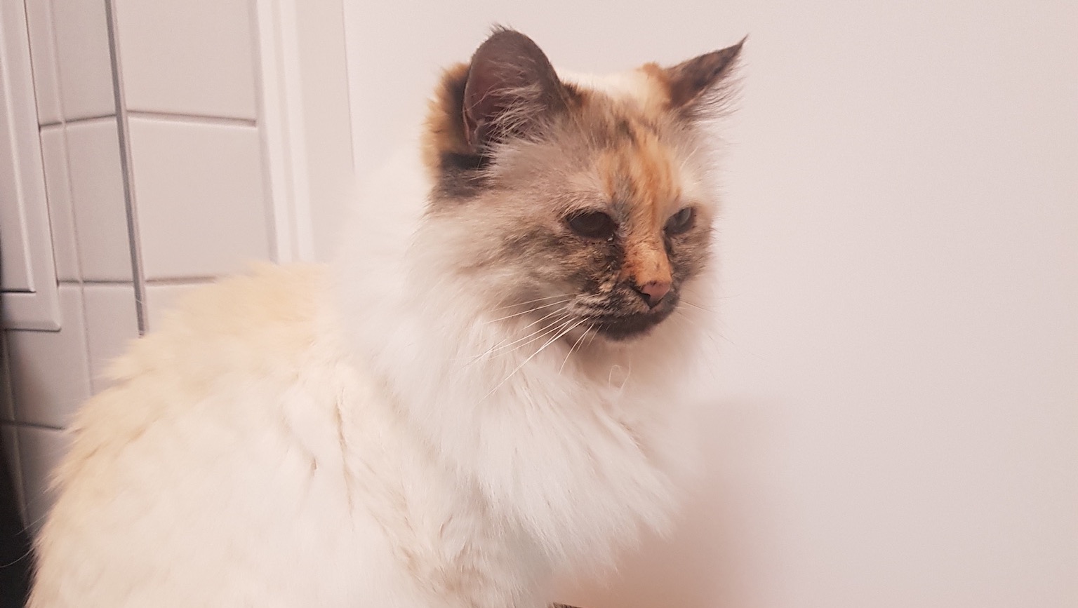 Fundraiser by Maja Nilsson : Fund my foster cat’s dental surgery