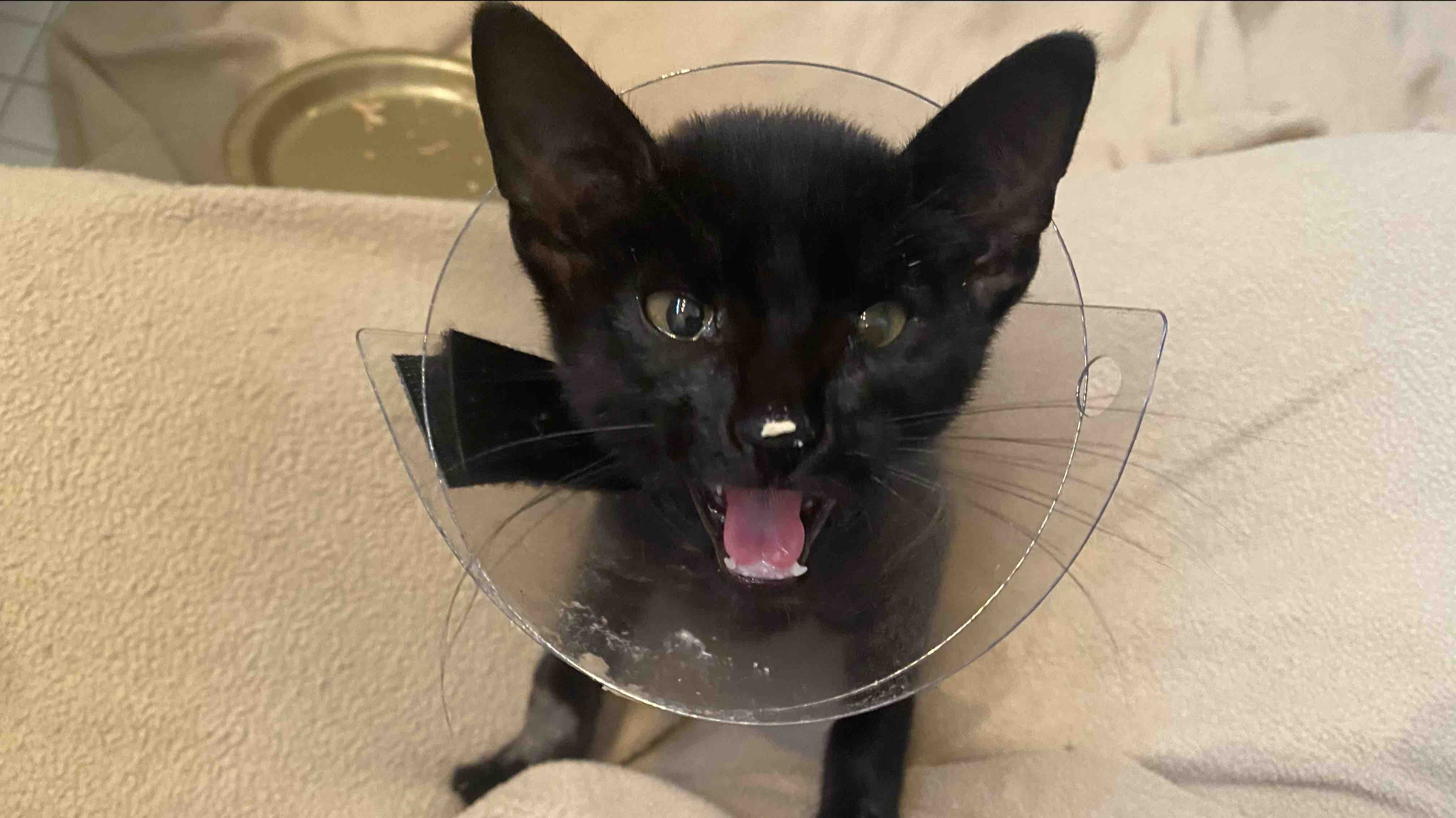 Fundraiser by Chelsea Ladner : Tres - Parking Lot Kitten Vet Bills