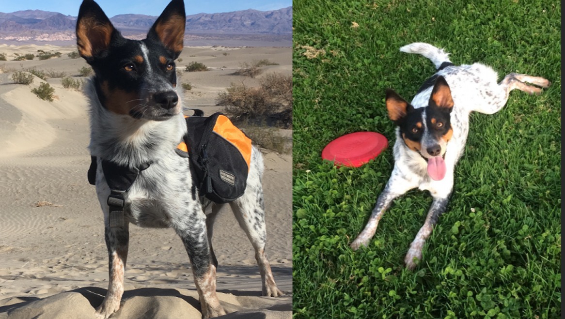 Fundraiser by Austin McManus : Yuca's surgery and medical bills