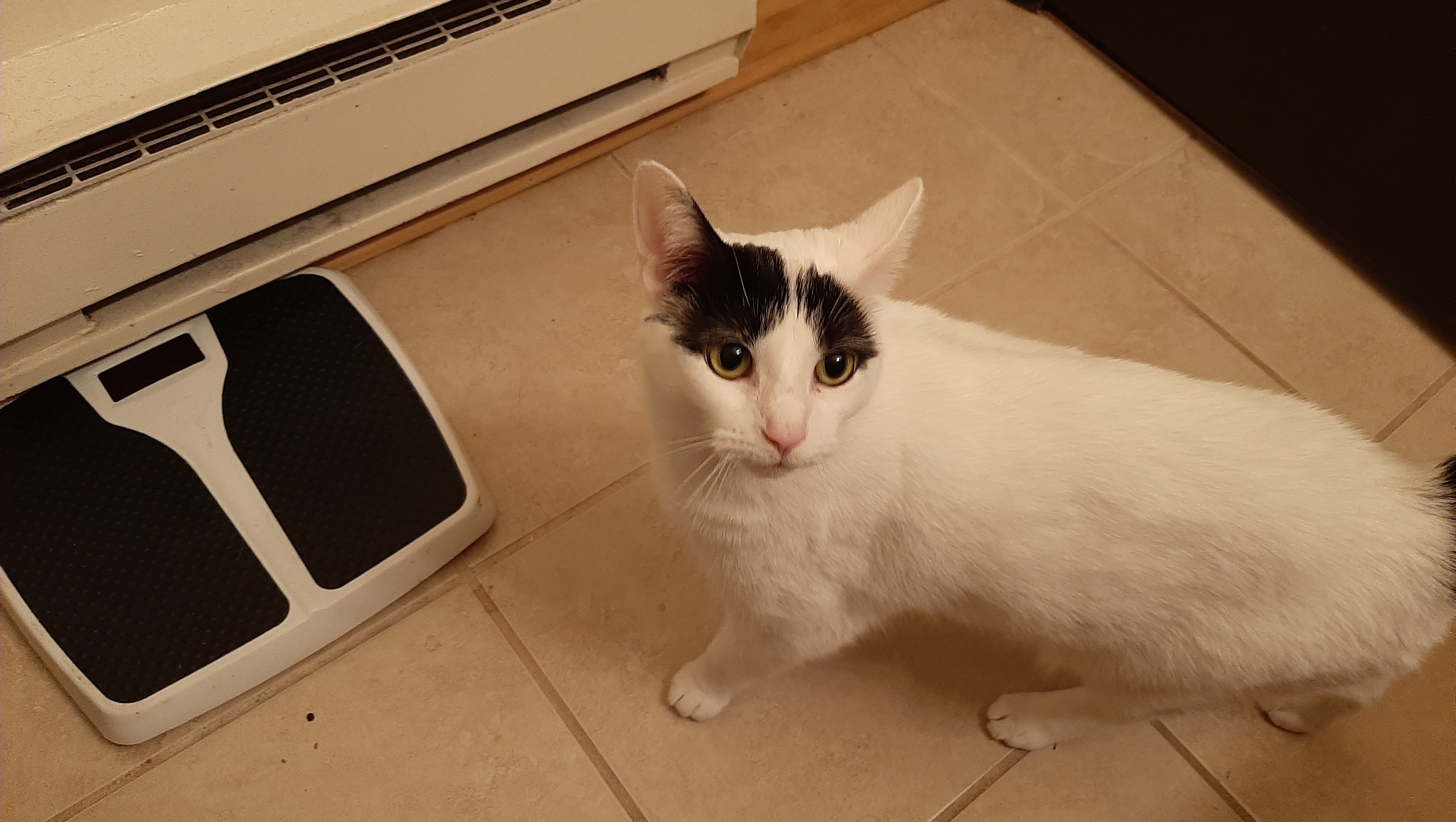 Fundraiser by Sarah Eppink : Help give Bea the chance to live!