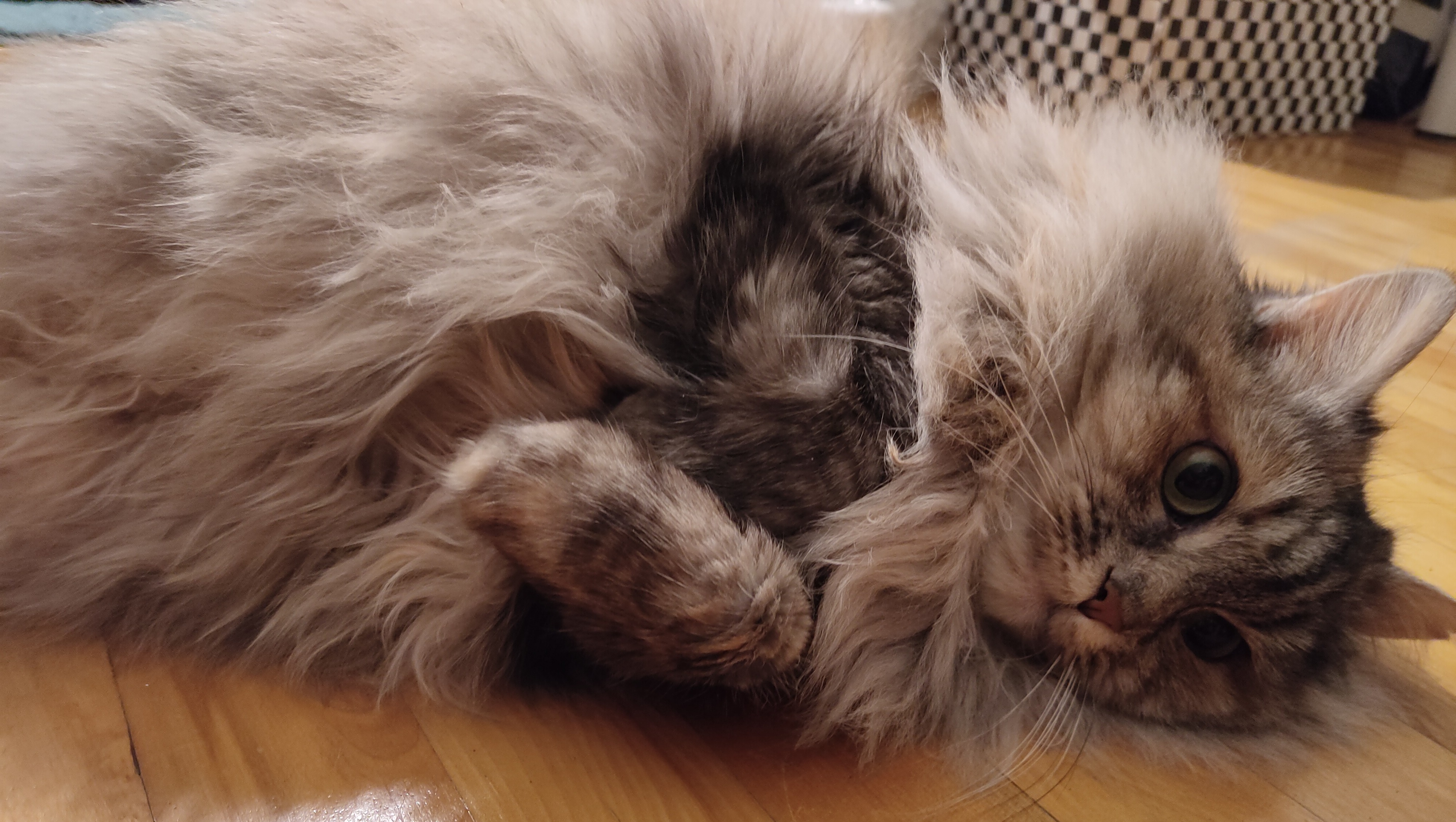 Fundraiser by Erika Dosset : Please help my kitty Lou fight PIF