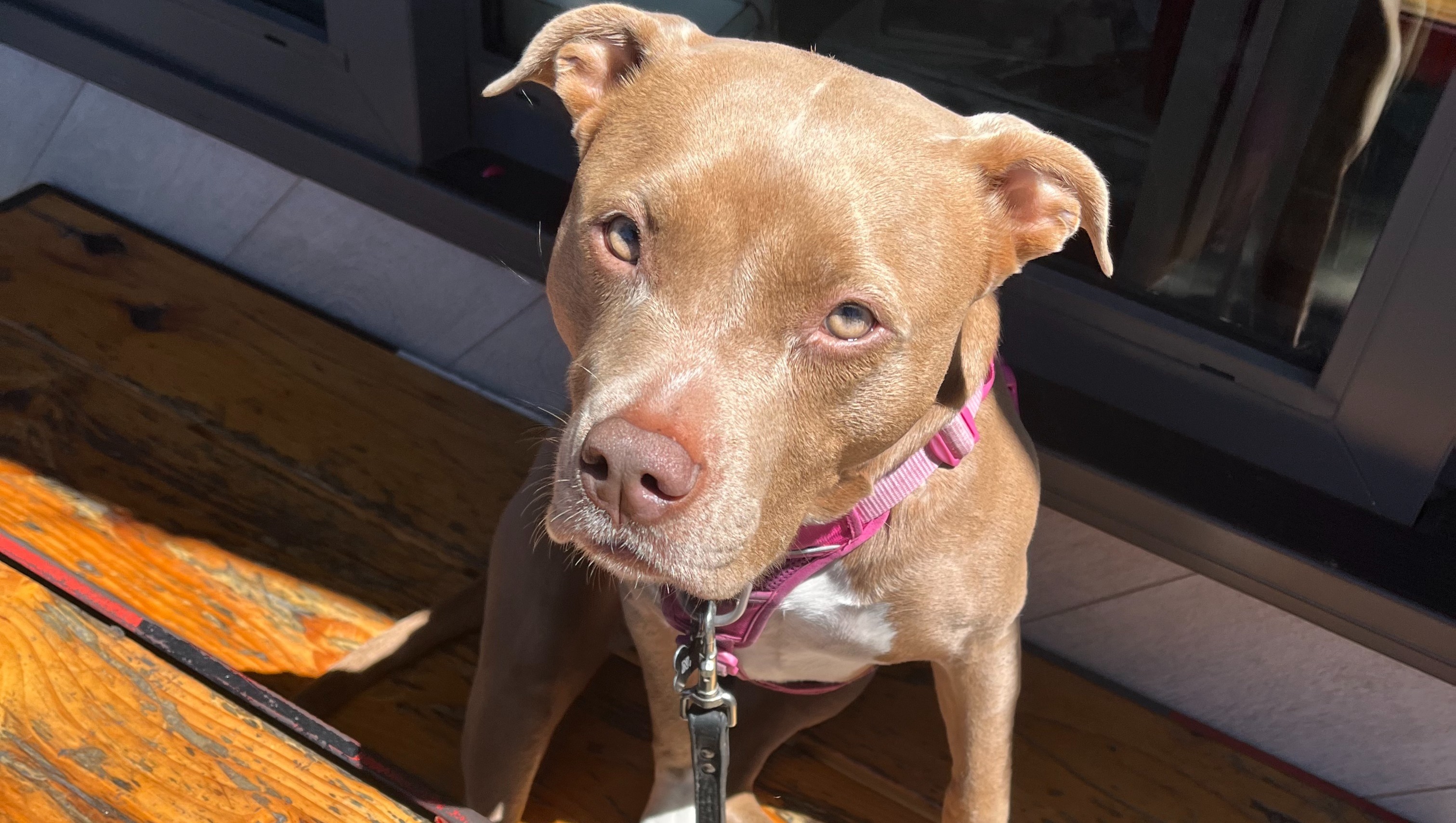 Fundraiser for Axel Loitz by Katrina Lyn : Nina tore her ACL and needs ...