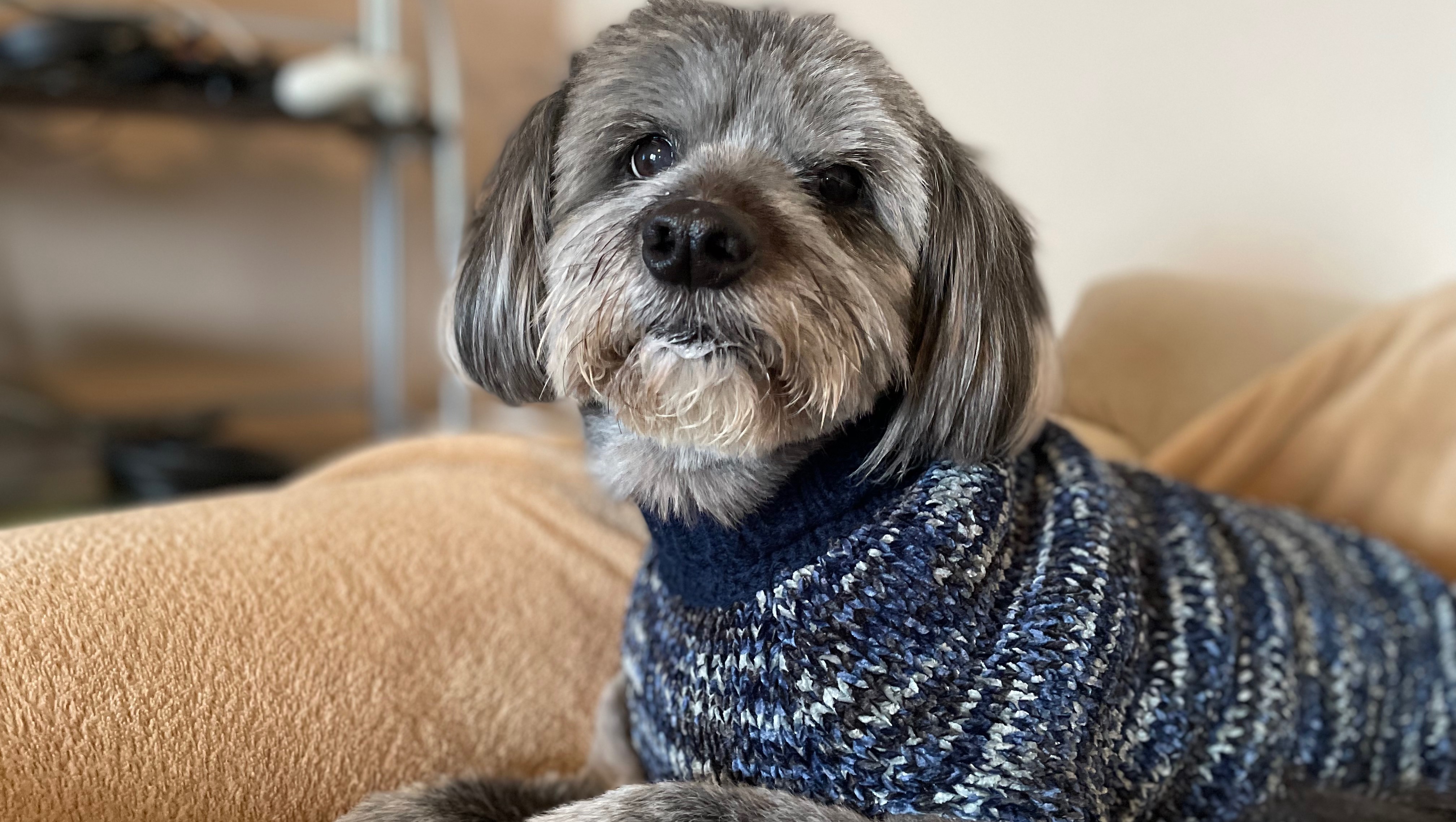 fundraiser-by-aja-van-dyke-hughes-adia-dog-s-emergency-vet-bills