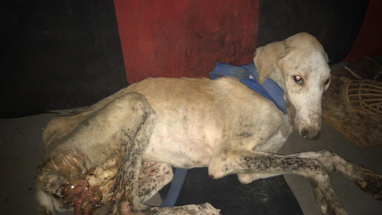 Fundraiser by Chanu Bajaj : AASHIYANA - A Home for Homeless Animals