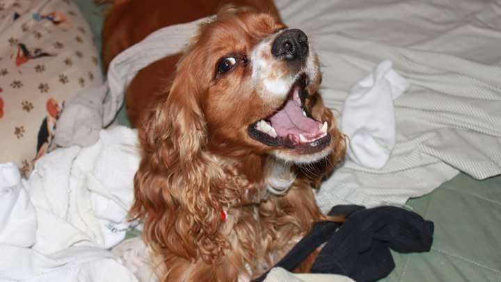 Fundraiser by Richard Mantz : Please help Jackson get well